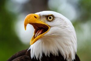 17 Mind-blowing Bald Eagle Facts - Fact Animal