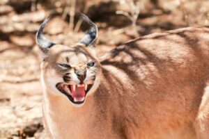 17 Cool Caracal Facts - Fact Animal