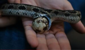12 Egg-cellent Egg-Eating Snake Facts - Fact Animal