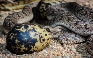 12 Egg-cellent Egg-Eating Snake Facts - Fact Animal