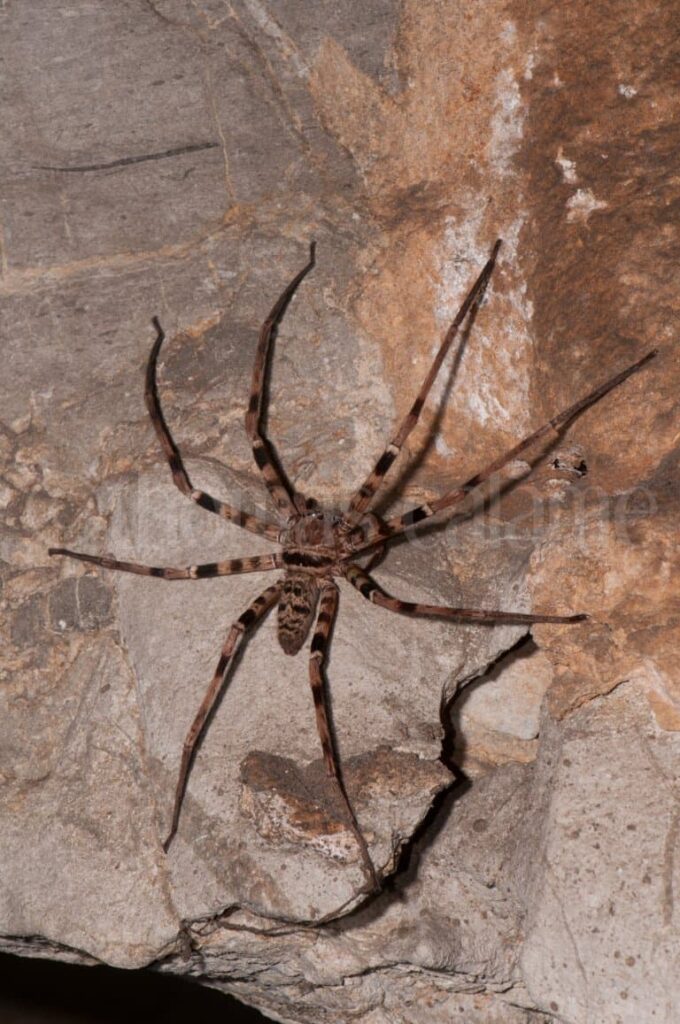 12 Giant Huntsman Spider Facts - Fact Animal
