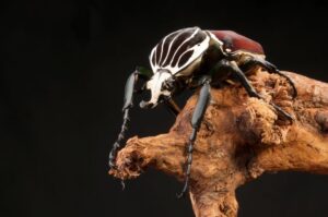 12 Cool Goliath Beetle Facts - Fact Animal