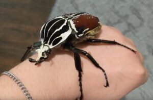 12 Cool Goliath Beetle Facts - Fact Animal