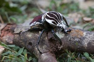 12 Cool Goliath Beetle Facts - Fact Animal