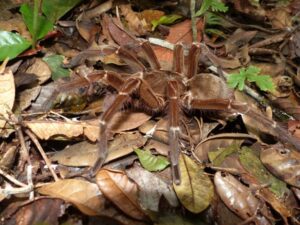 11 Goliath Birdeater Tarantula Facts - Fact Animal