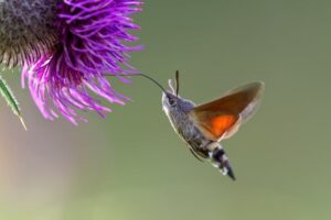 11 Amazing Hummingbird Hawk-Moth Facts - Fact Animal