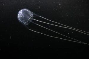 13 Crazy Irukandji Jellyfish Facts - Fact Animal