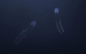 13 Crazy Irukandji Jellyfish Facts - Fact Animal
