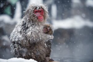 15 Japanese Macaque 'Snow Monkey' Facts - Fact Animal
