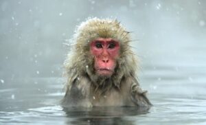 15 Japanese Macaque 'Snow Monkey' Facts - Fact Animal