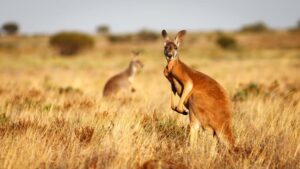 15 Krazy Kangaroo Facts - Fact Animal