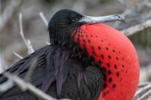 8 Magnificent Frigatebird Facts - Fact Animal