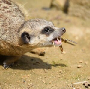 15 Marvelous Meerkat Facts - Fact Animal