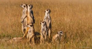 15 Marvelous Meerkat Facts - Fact Animal