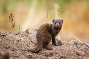 10 Mad Mongoose Facts - Fact Animal