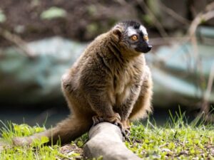 13 Astonishing Lemur Facts - Fact Animal