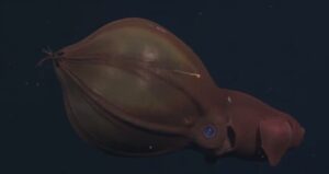 16 Surprising Vampire Squid Facts - Fact Animal
