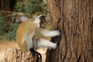 10 Surprising Vervet Monkey Facts - Fact Animal