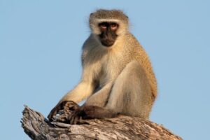10 Surprising Vervet Monkey Facts - Fact Animal