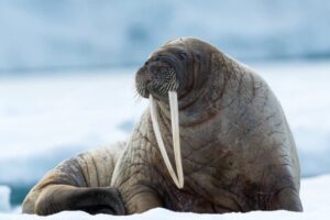 12 Animals with Epic Horns & Tusks - Fact Animal