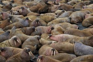 16 Wondrous Walrus Facts - Fact Animal