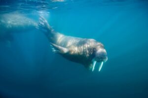16 Wondrous Walrus Facts - Fact Animal