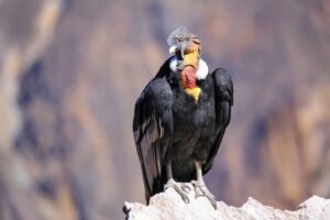 12 Crazy Condor Facts - Fact Animal