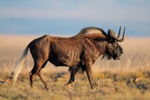 18 Wildebeest Facts (Aka Gnu) - Fact Animal