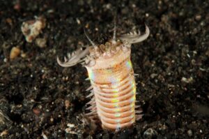 10 Terrifying Bobbit Worm Facts - Fact Animal
