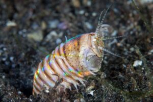 10 Terrifying Bobbit Worm Facts - Fact Animal
