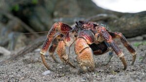 10 Coconut Crab Facts - Fact Animal