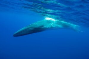 10 Fintastic Fin Whale Facts - Fact Animal