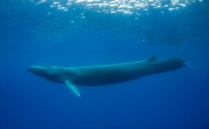 10 Fintastic Fin Whale Facts - Fact Animal