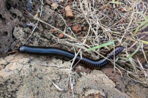 10 Giant African Millipede Facts - Fact Animal