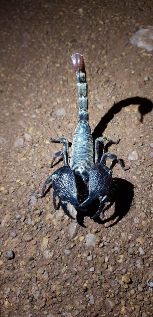 Incredible Giant Forest Scorpion Facts - Fact Animal