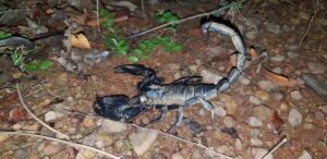 Incredible Giant Forest Scorpion Facts - Fact Animal