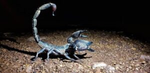 Incredible Giant Forest Scorpion Facts - Fact Animal