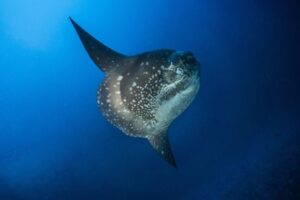 10 Giant Sunfish Facts - Fact Animal