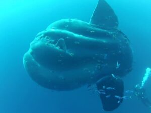 10 Giant Sunfish Facts - Fact Animal