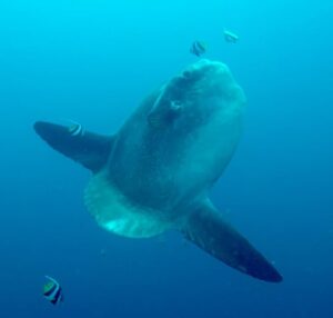 10 Giant Sunfish Facts - Fact Animal