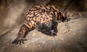 19 Mental Gila Monster Facts - Fact Animal