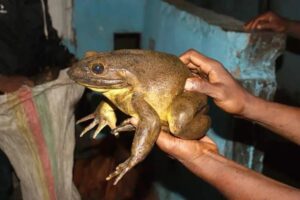15 Goliath Frog Facts - Fact Animal