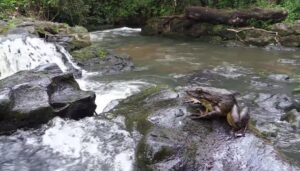 15 Goliath Frog Facts - Fact Animal