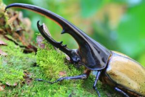 10 Hercules Beetle Facts - Fact Animal