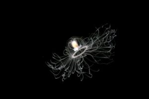 8 Incredible Immortal Jellyfish Facts - Fact Animal