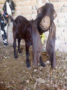 Crazy Kamori Goat Facts - Fact Animal