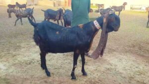 Crazy Kamori Goat Facts - Fact Animal