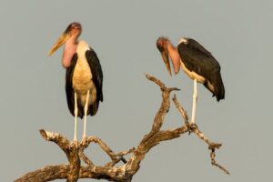 18 Marvelous Marabou Stork Facts - Fact Animal