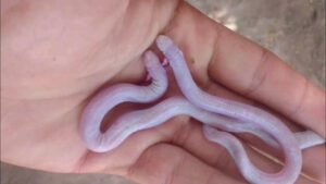 15 Mexican Mole Lizard Facts - Fact Animal