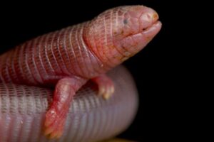 15 Mexican Mole Lizard Facts - Fact Animal